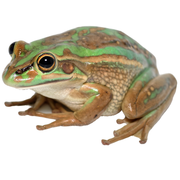 Green and Golden Bell Frog - ReptiChip LLC