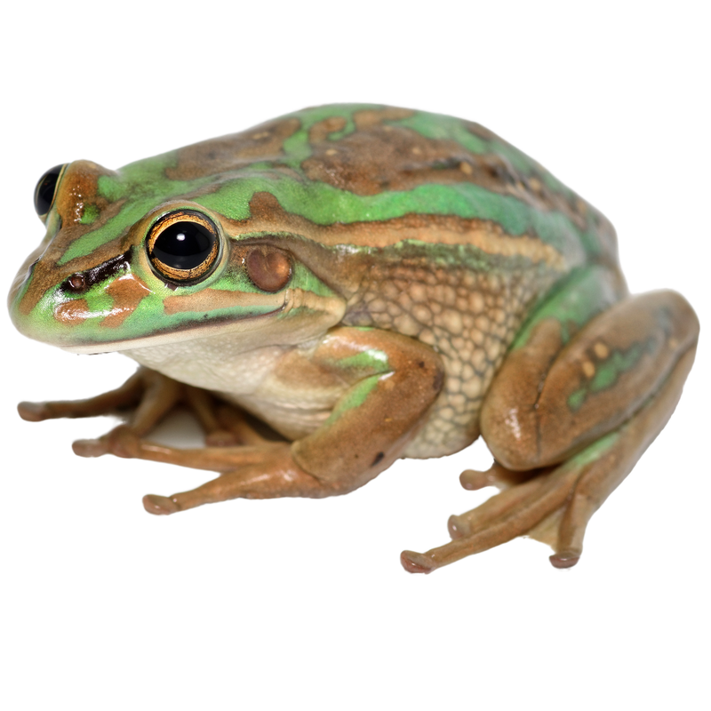 Green and Golden Bell Frog - ReptiChip LLC