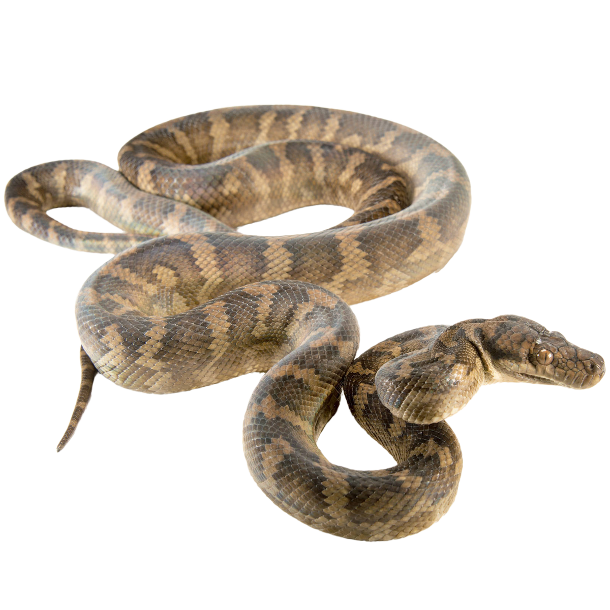 Halmahera Python - ReptiChip LLC