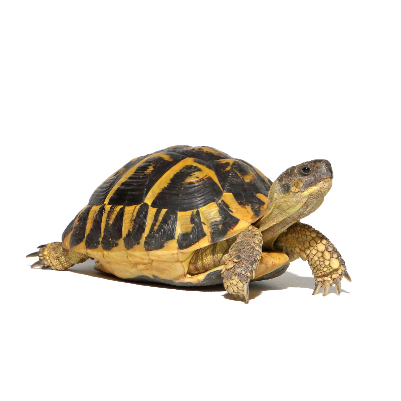 Hermann's Tortoise - ReptiChip LLC