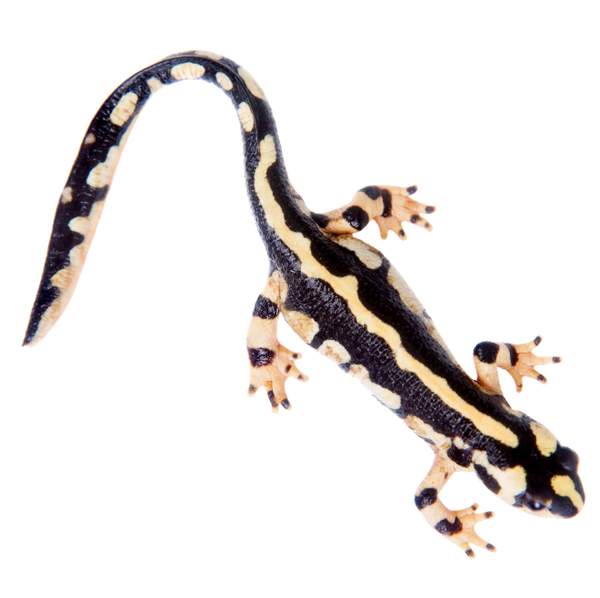 Kaiser Newt - ReptiChip LLC