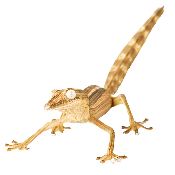 Lined Leaf-tail Gecko - ReptiChip LLC