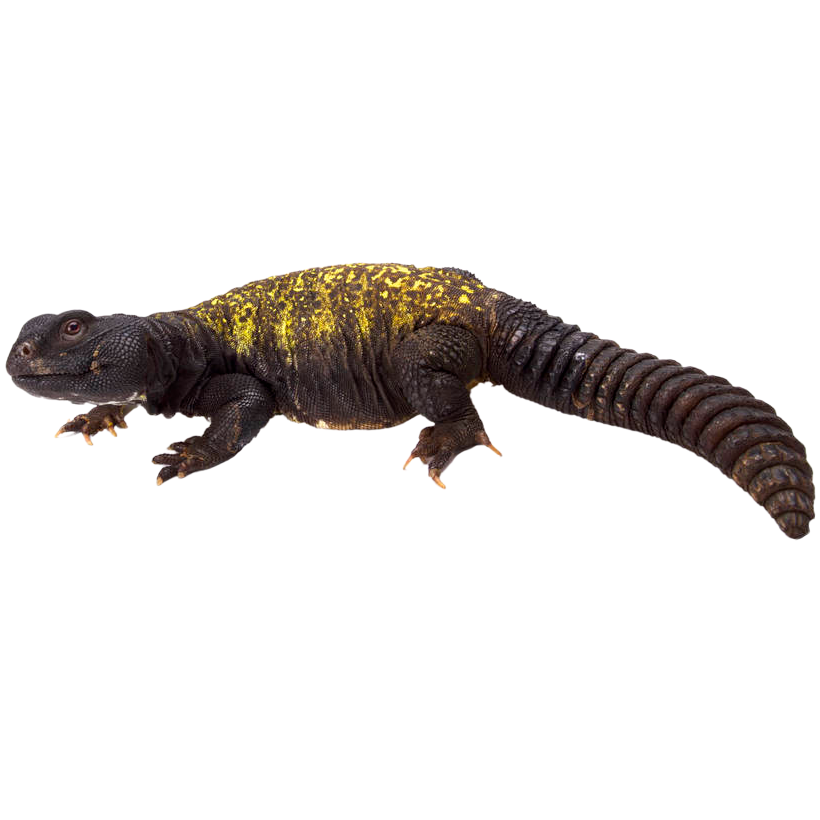 Mali Uromastyx - ReptiChip LLC