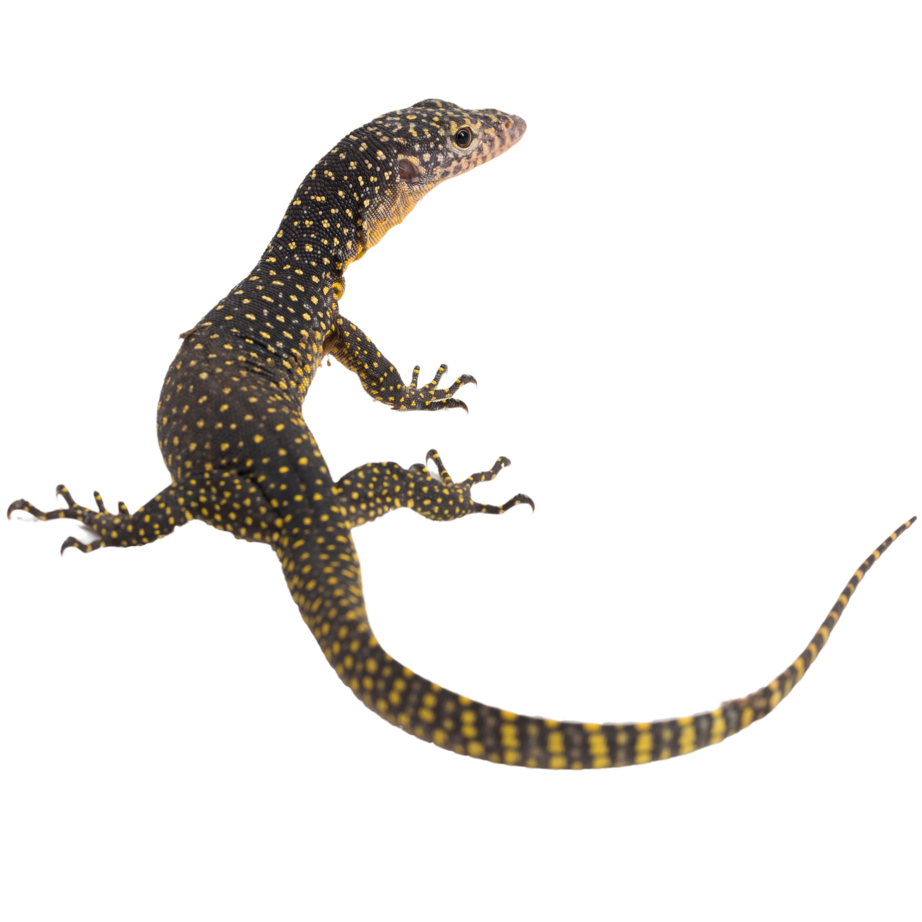 Mangrove Monitor - ReptiChip LLC