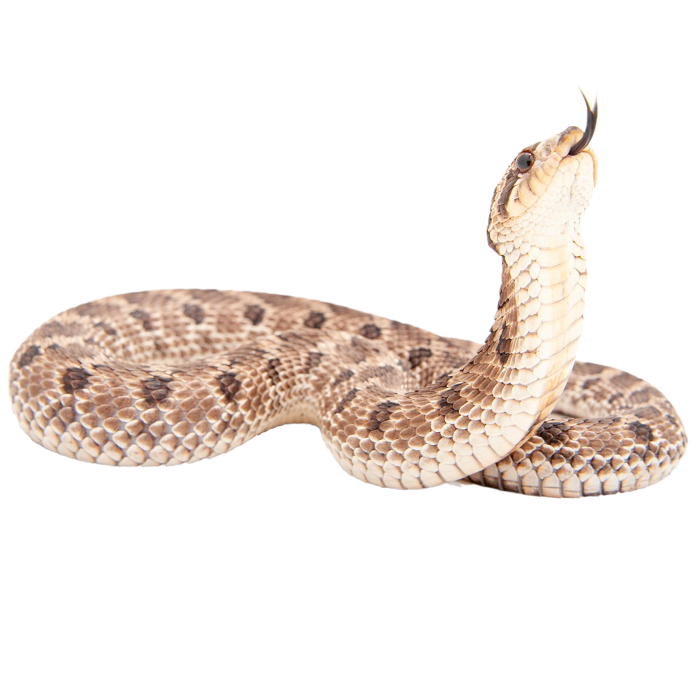 Mexican hognose snake - ReptiChip LLC