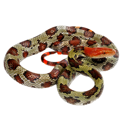 Mollendorf’s Rat Snake - ReptiChip LLC