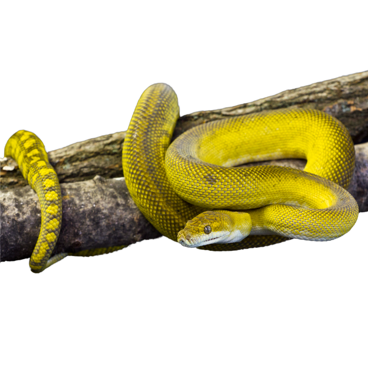 Moluccan Python - ReptiChip LLC