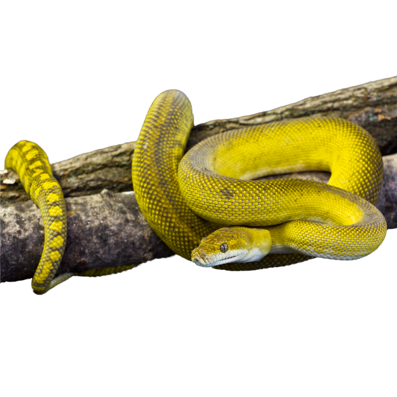 Moluccan Python - ReptiChip LLC