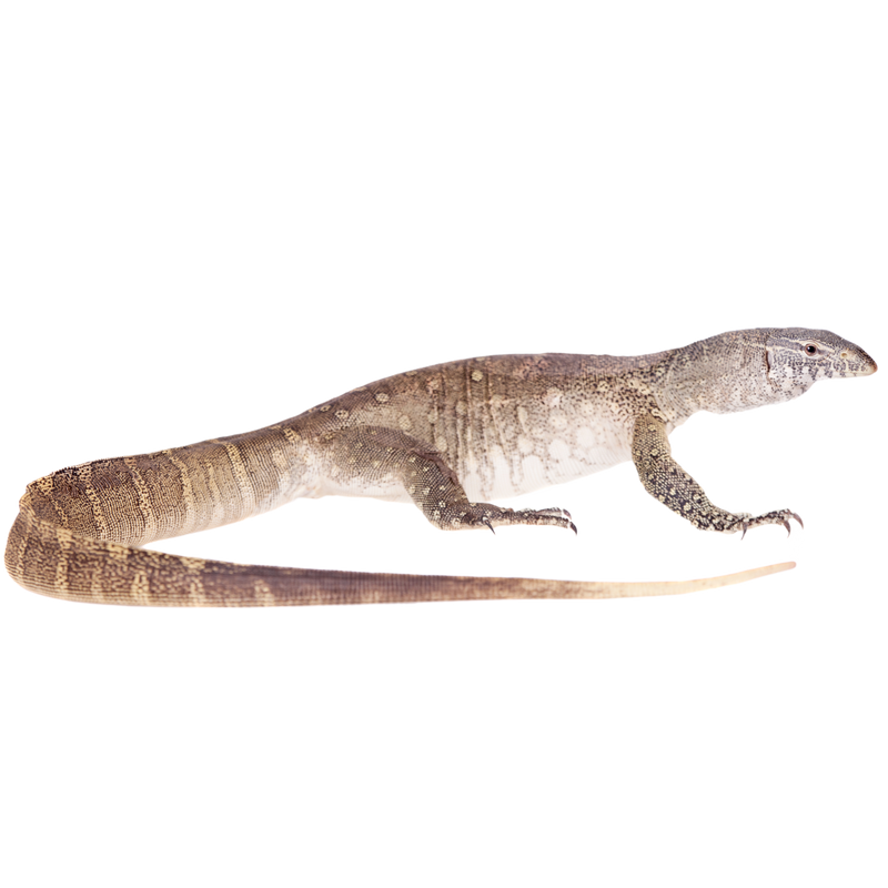 albino asian water monitor lizard