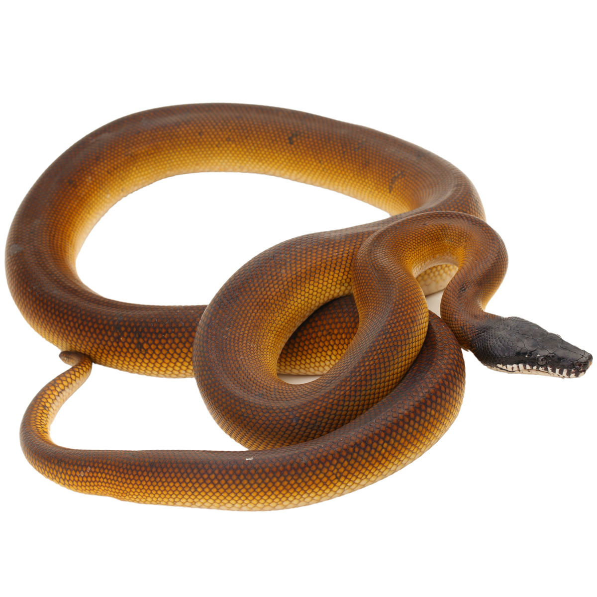 Northern White Lipped Python - ReptiChip LLC