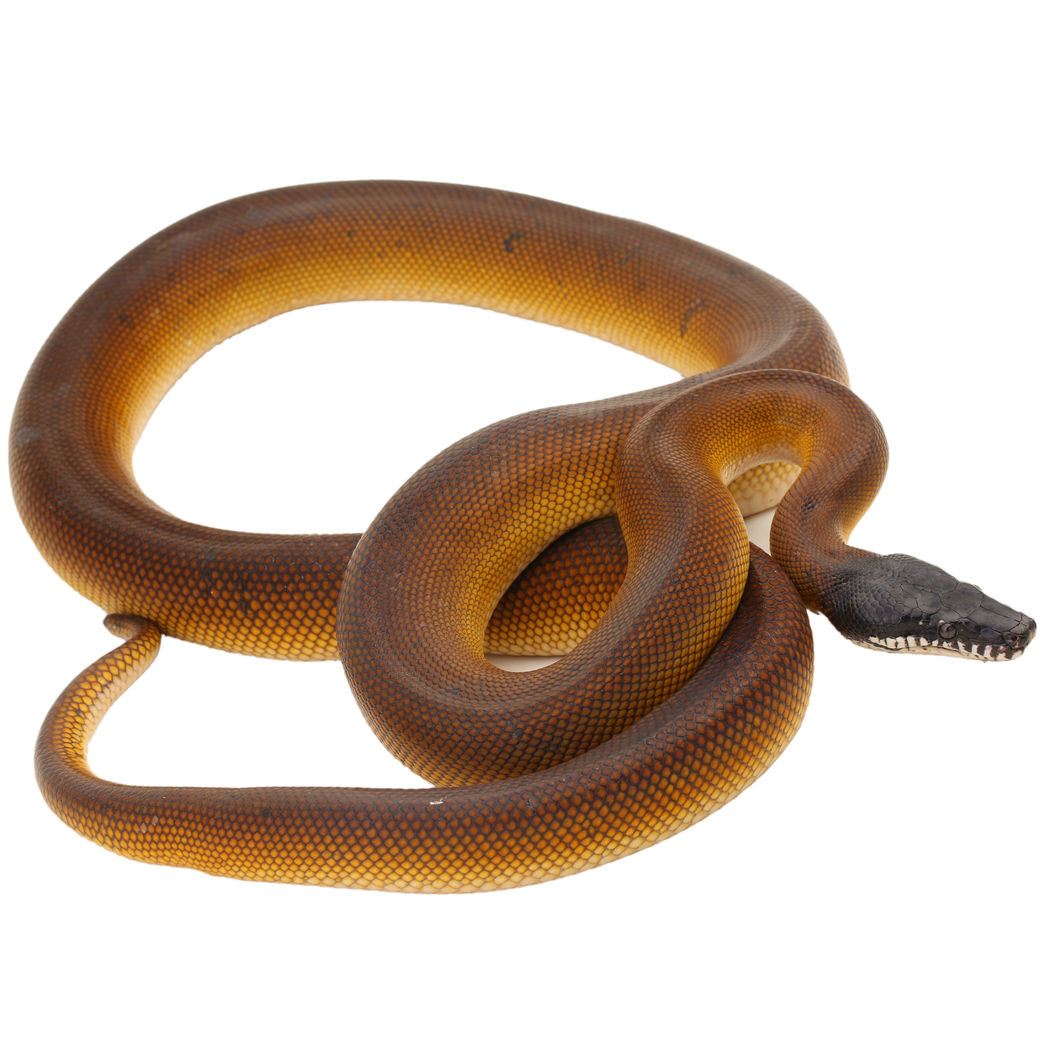 Northern White Lipped Python - ReptiChip LLC