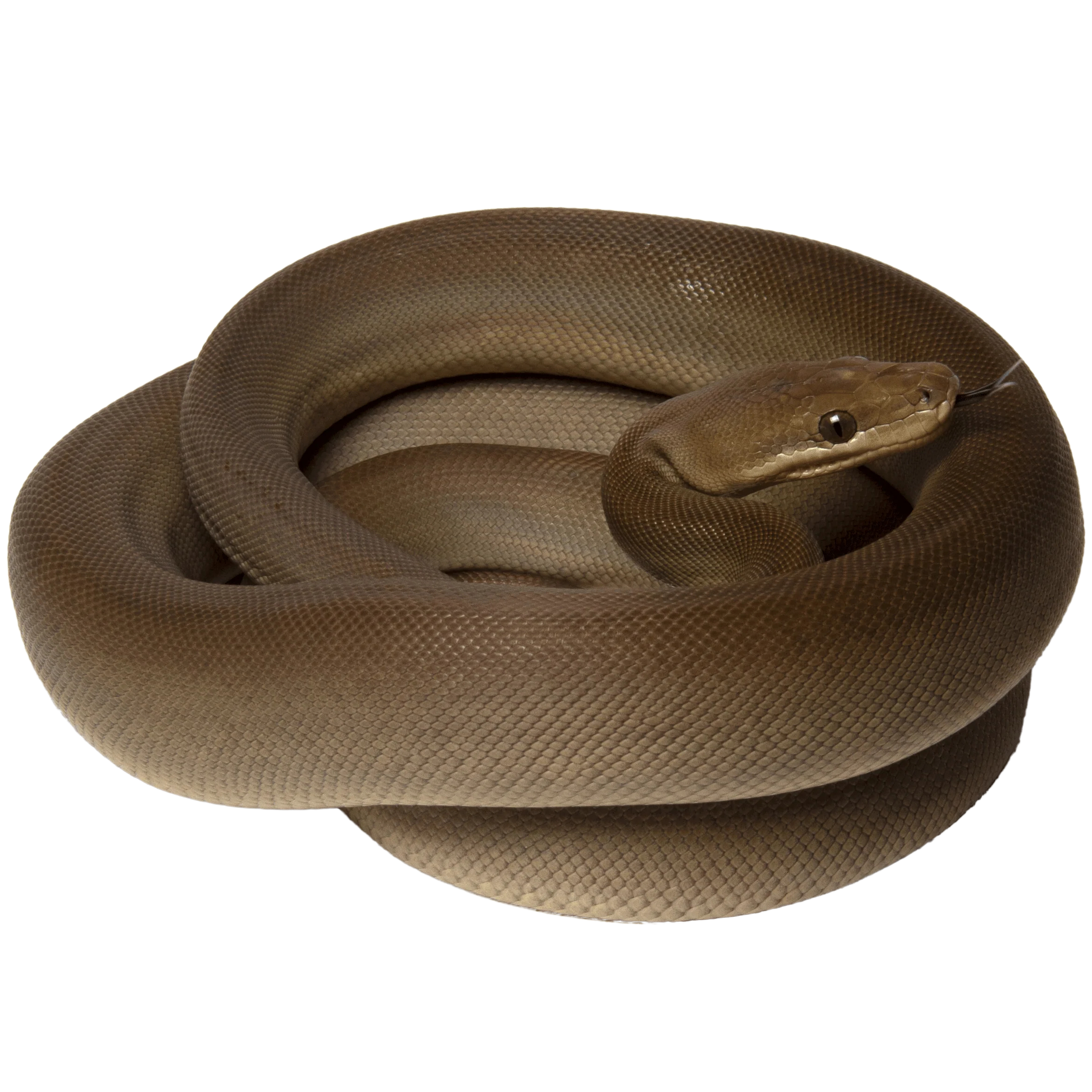 Olive Python - ReptiChip LLC