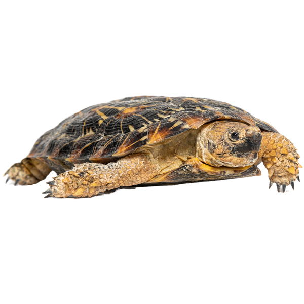 Pancake Tortoise - ReptiChip LLC