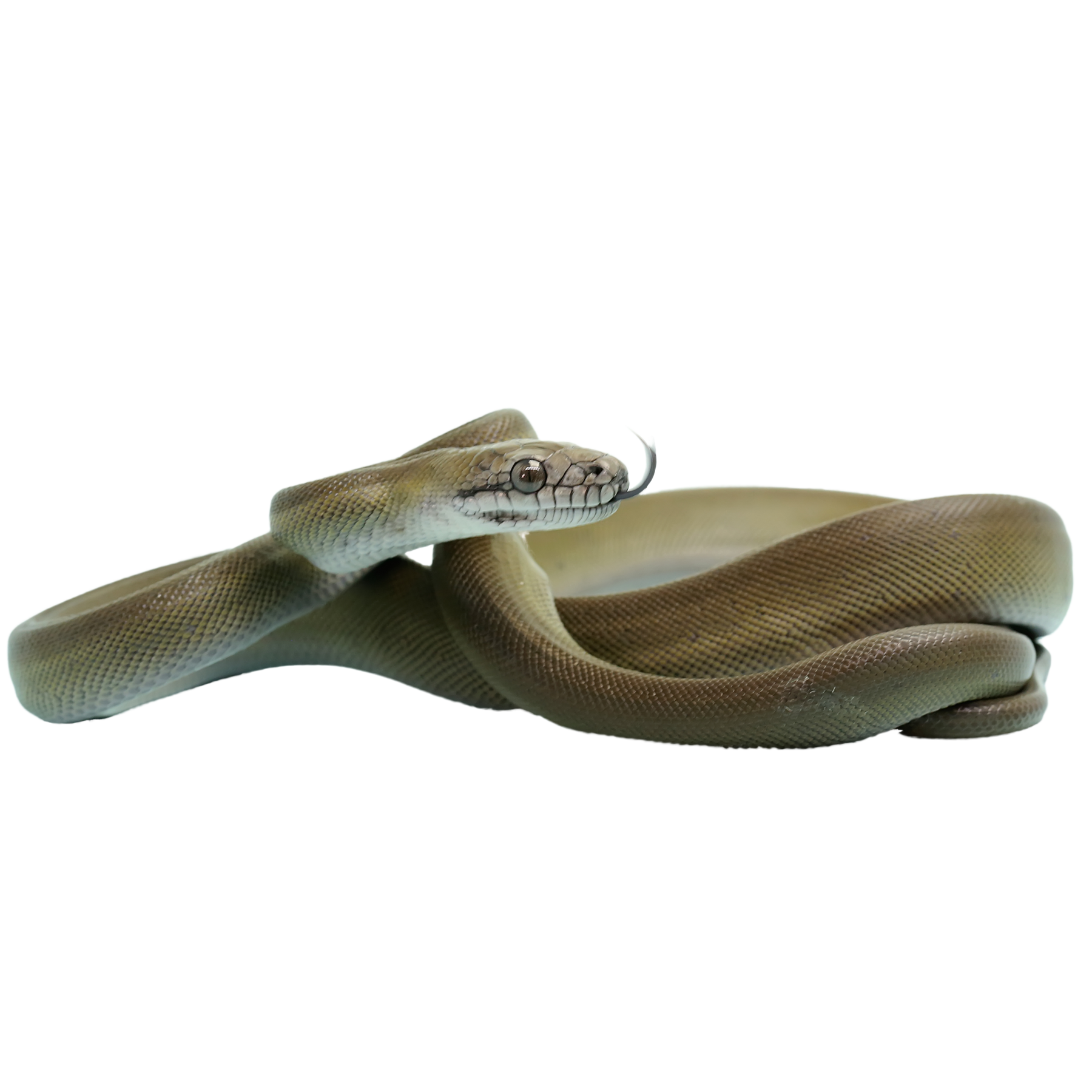 Papuan Olive Python - ReptiChip LLC