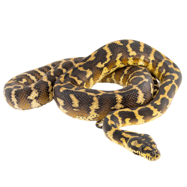 Papuan Carpet Python - ReptiChip LLC