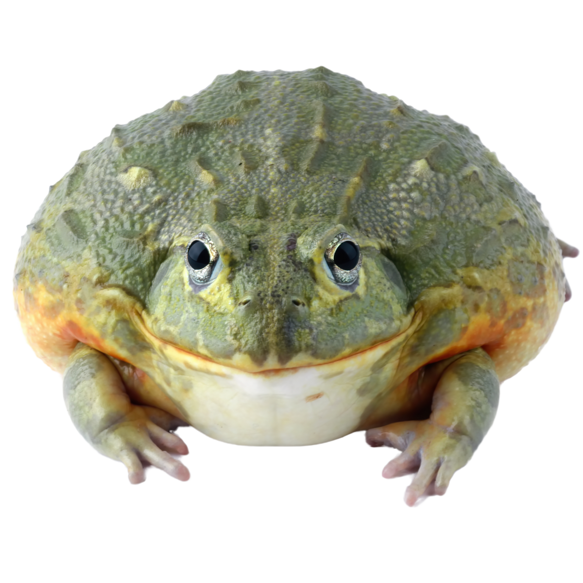 Pixie Frog - ReptiChip LLC