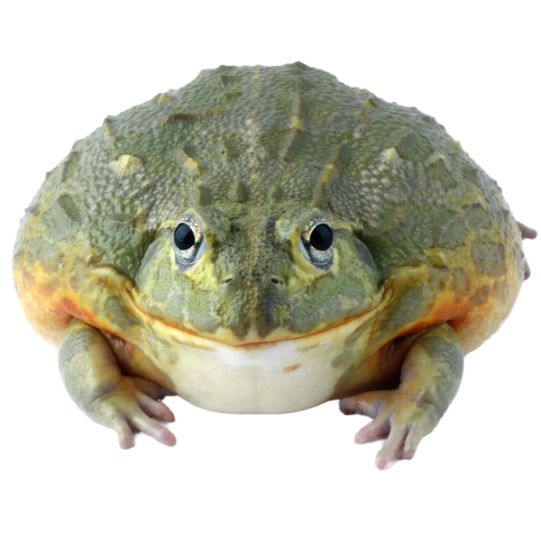 Pixie Frog - ReptiChip LLC