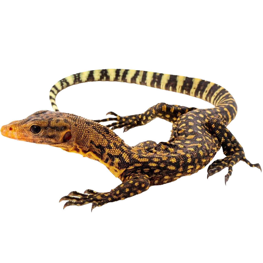 Quince Monitor - ReptiChip LLC
