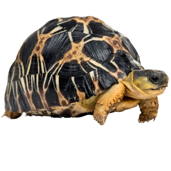 Radiated Tortoise - ReptiChip LLC