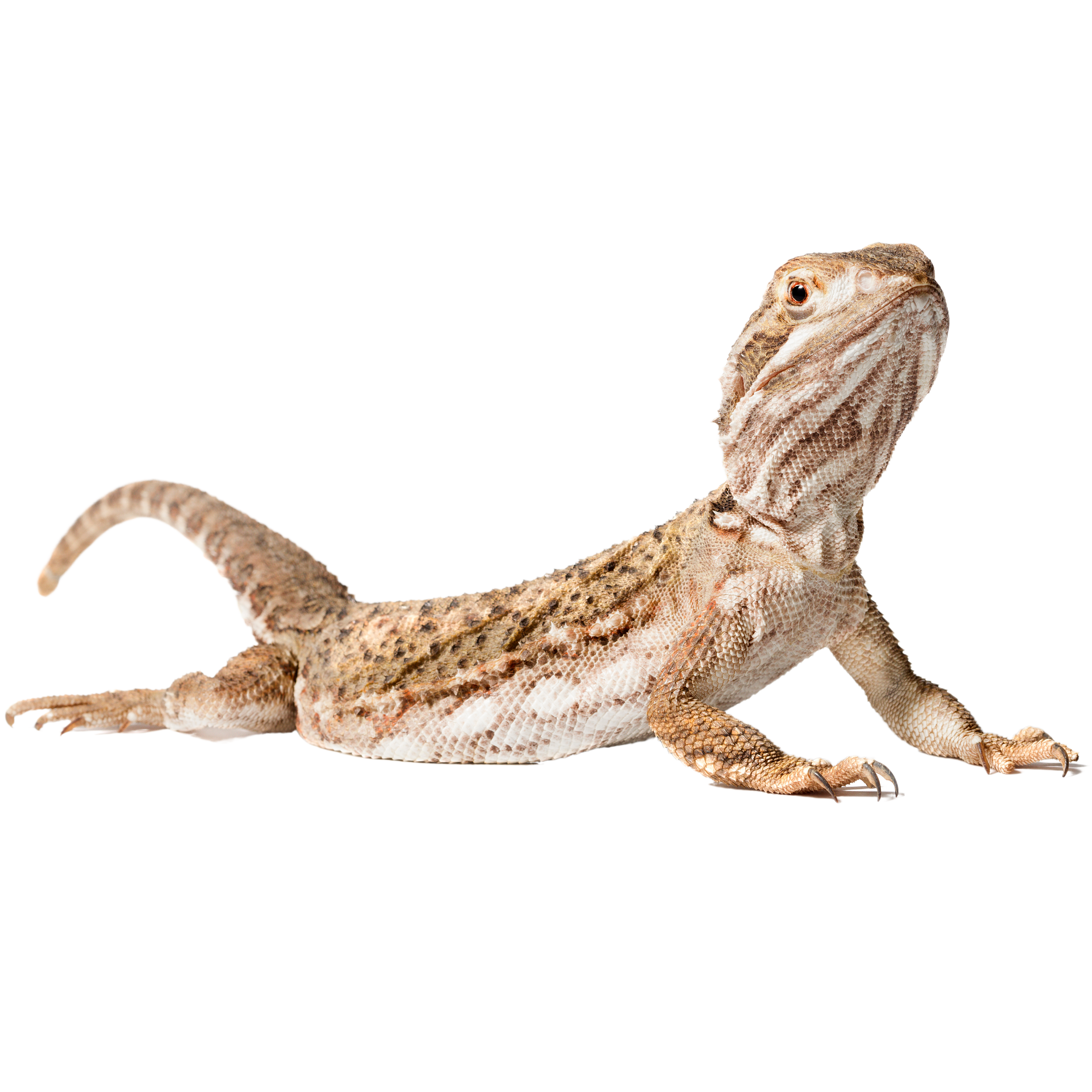 Rankin's Dragon - ReptiChip LLC