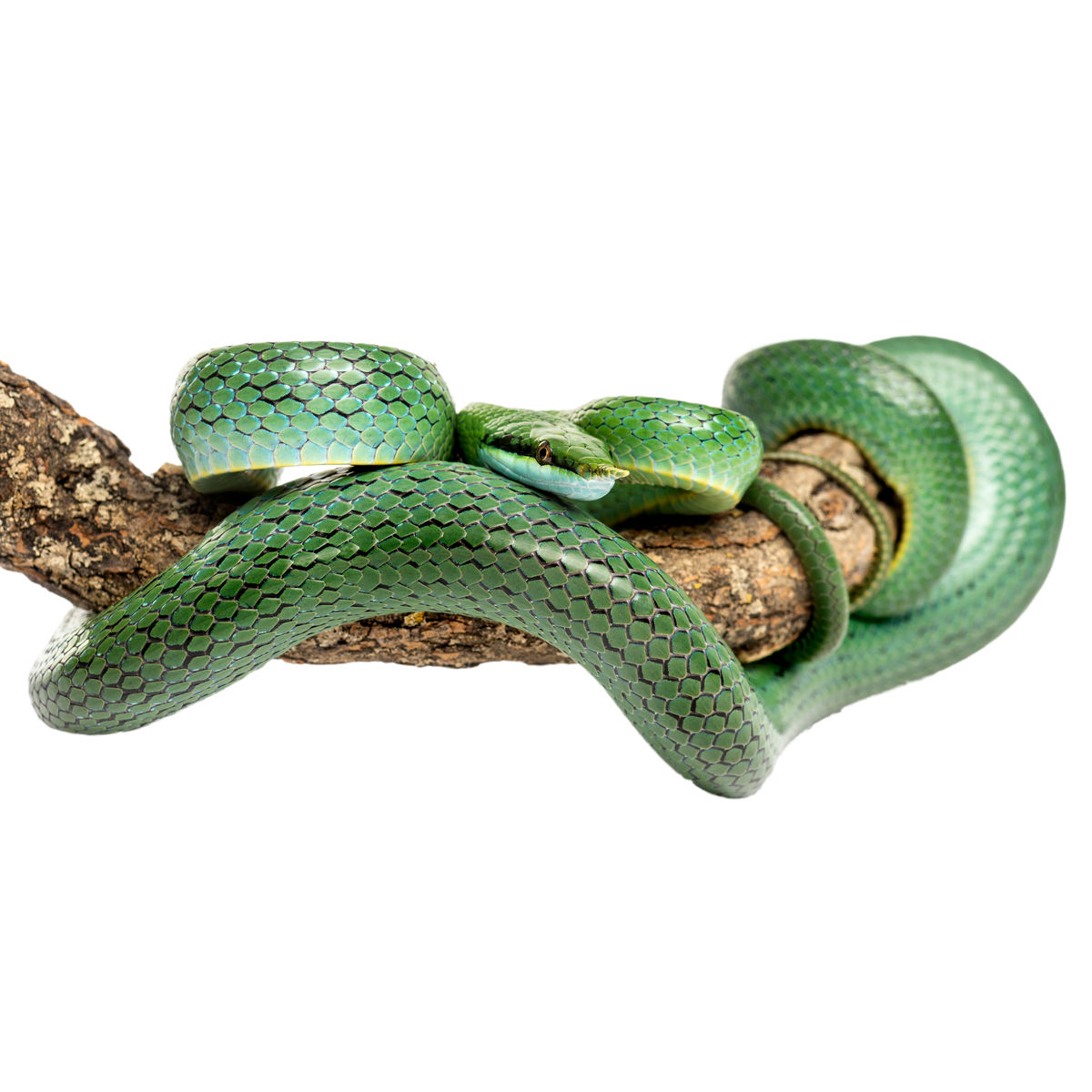 Rhinoceros Rat Snake - ReptiChip LLC