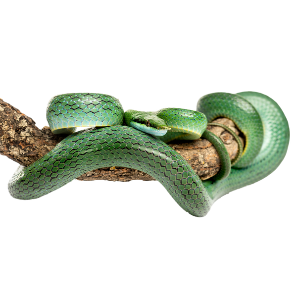 Rhinoceros Rat Snake - ReptiChip LLC