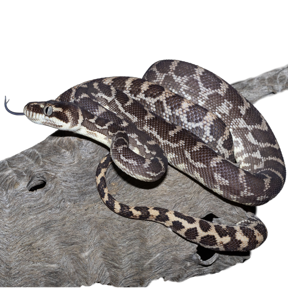 Rough-scaled Python - ReptiChip LLC