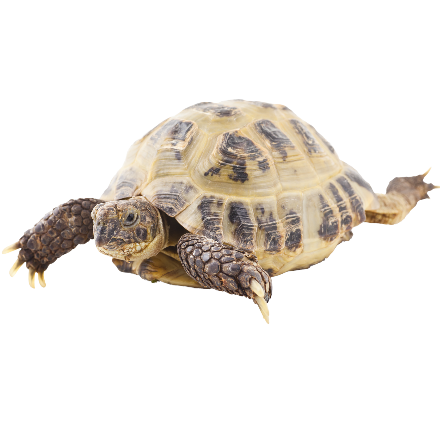 Russian Tortoise - ReptiChip LLC