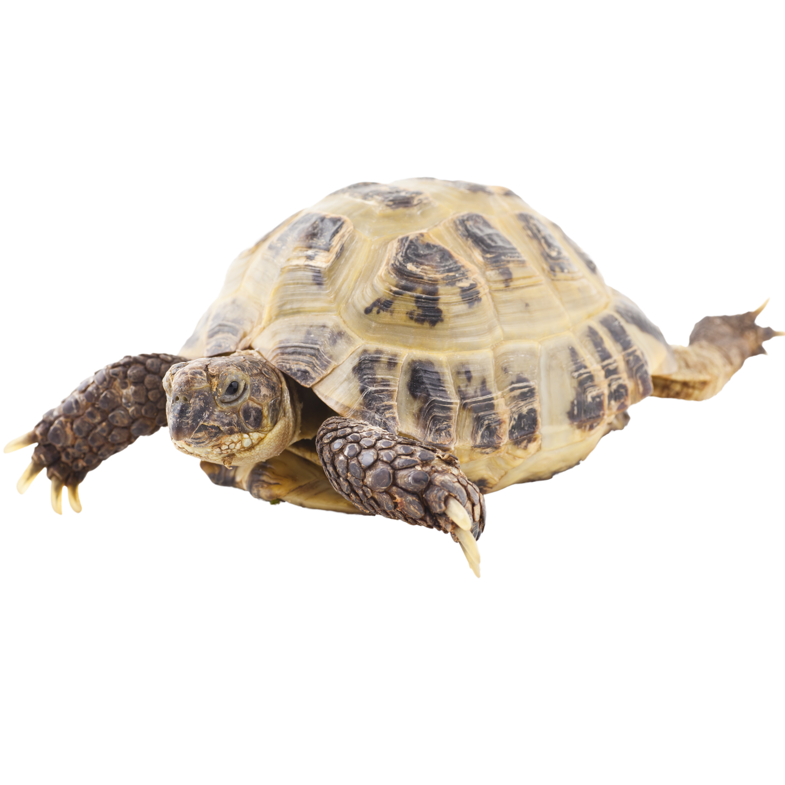 Russian Tortoise - ReptiChip LLC