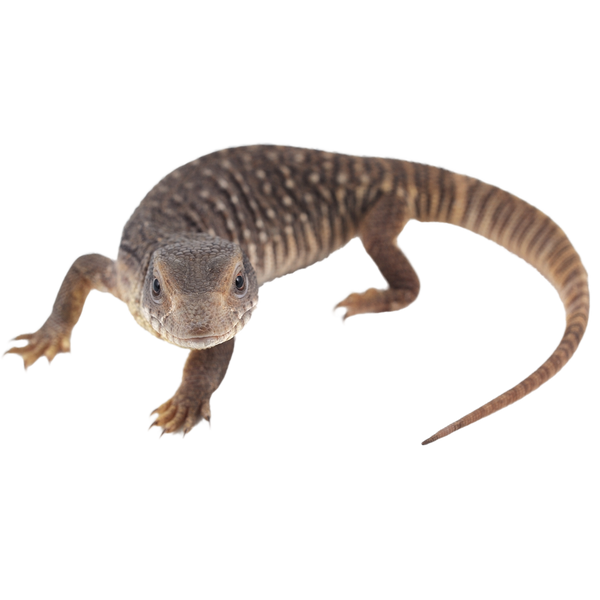 Savannah Monitor Handling