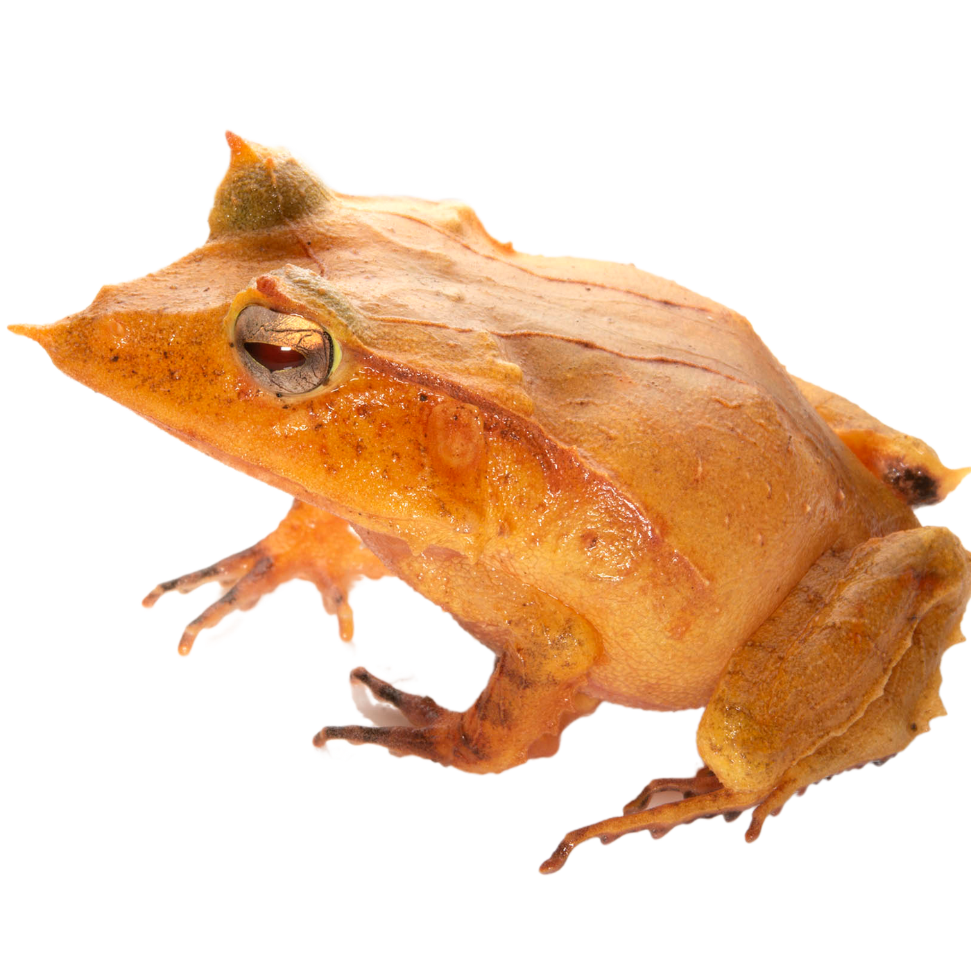 Solomon Island Leaf Frog - ReptiChip LLC