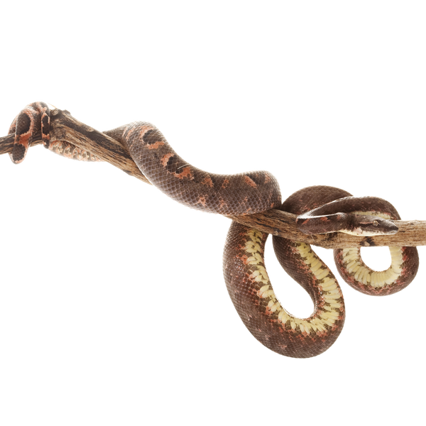 Solomon Island Tree Boa - ReptiChip LLC