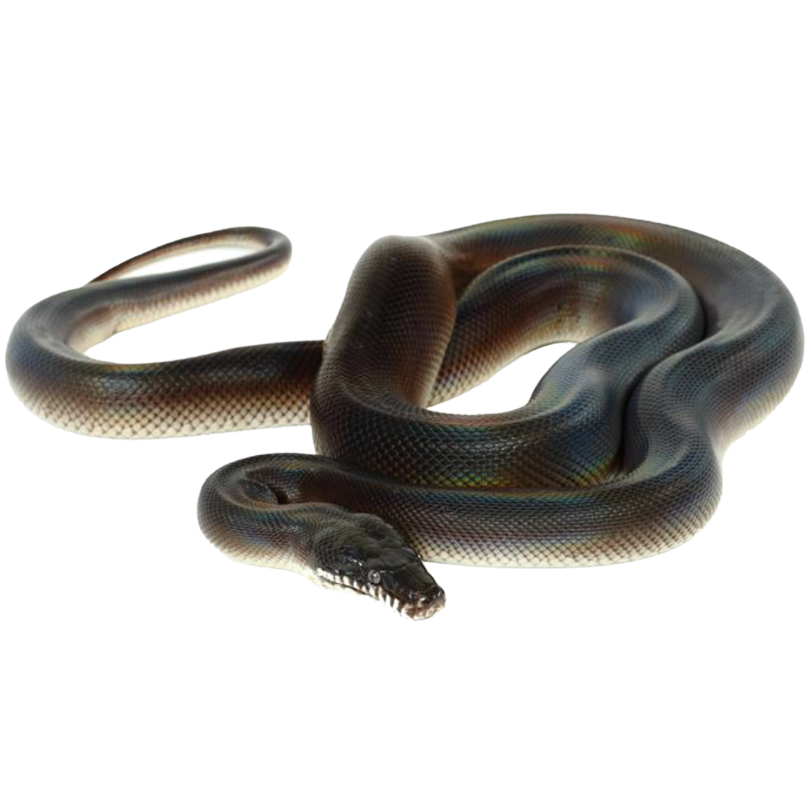 Southern White Lipped Python - ReptiChip LLC