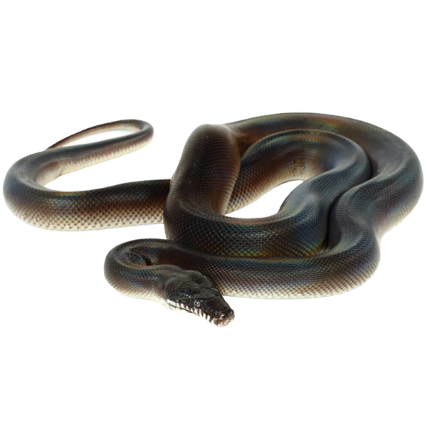 Southern White Lipped Python - ReptiChip LLC