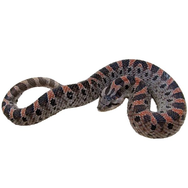 Southern Hognose Snake Reptichip Llc