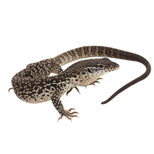 Spotted Tree Monitor - ReptiChip LLC