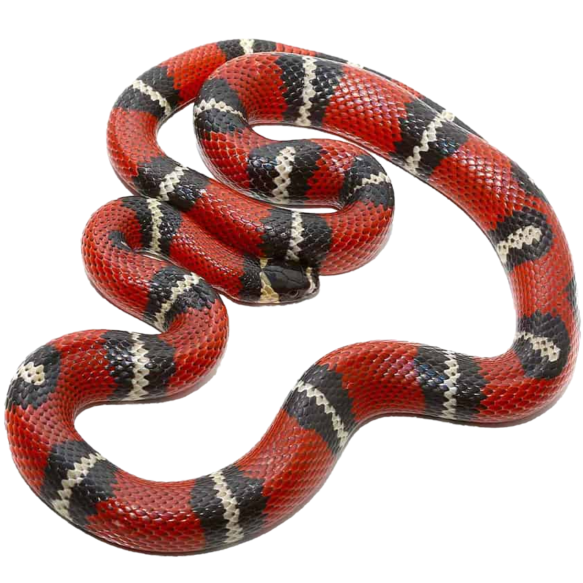 Stuart's Milksnake - ReptiChip LLC