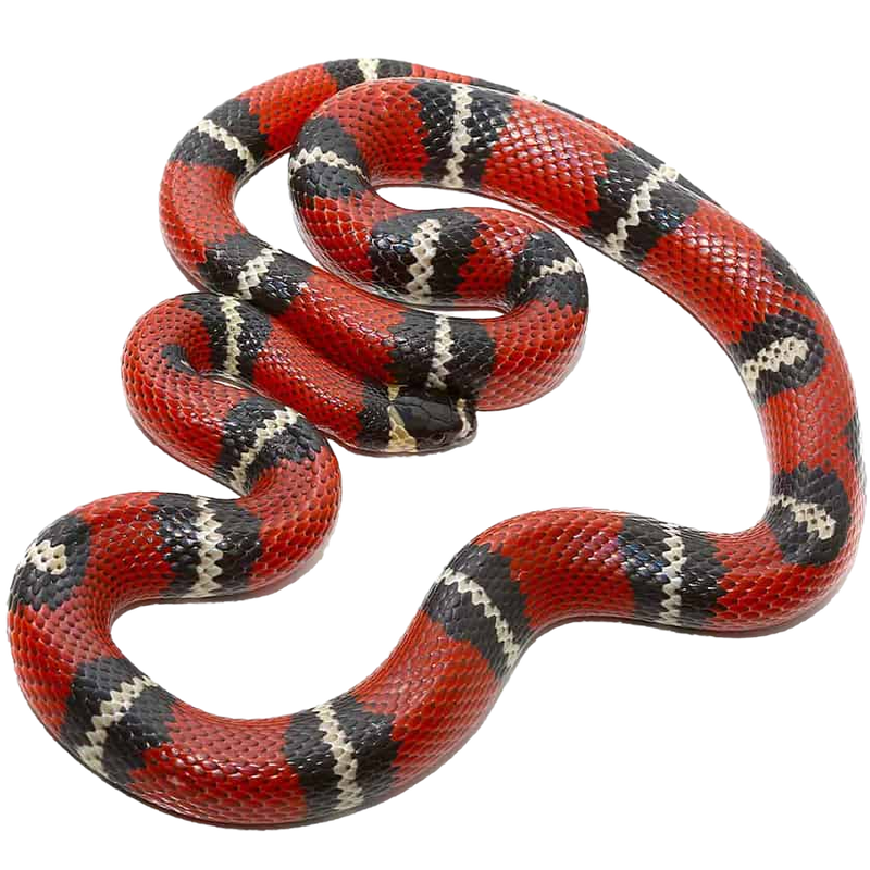 peruvian milk snake