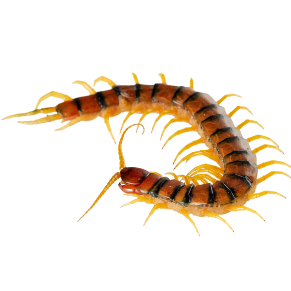 Tiger Centipede - ReptiChip LLC