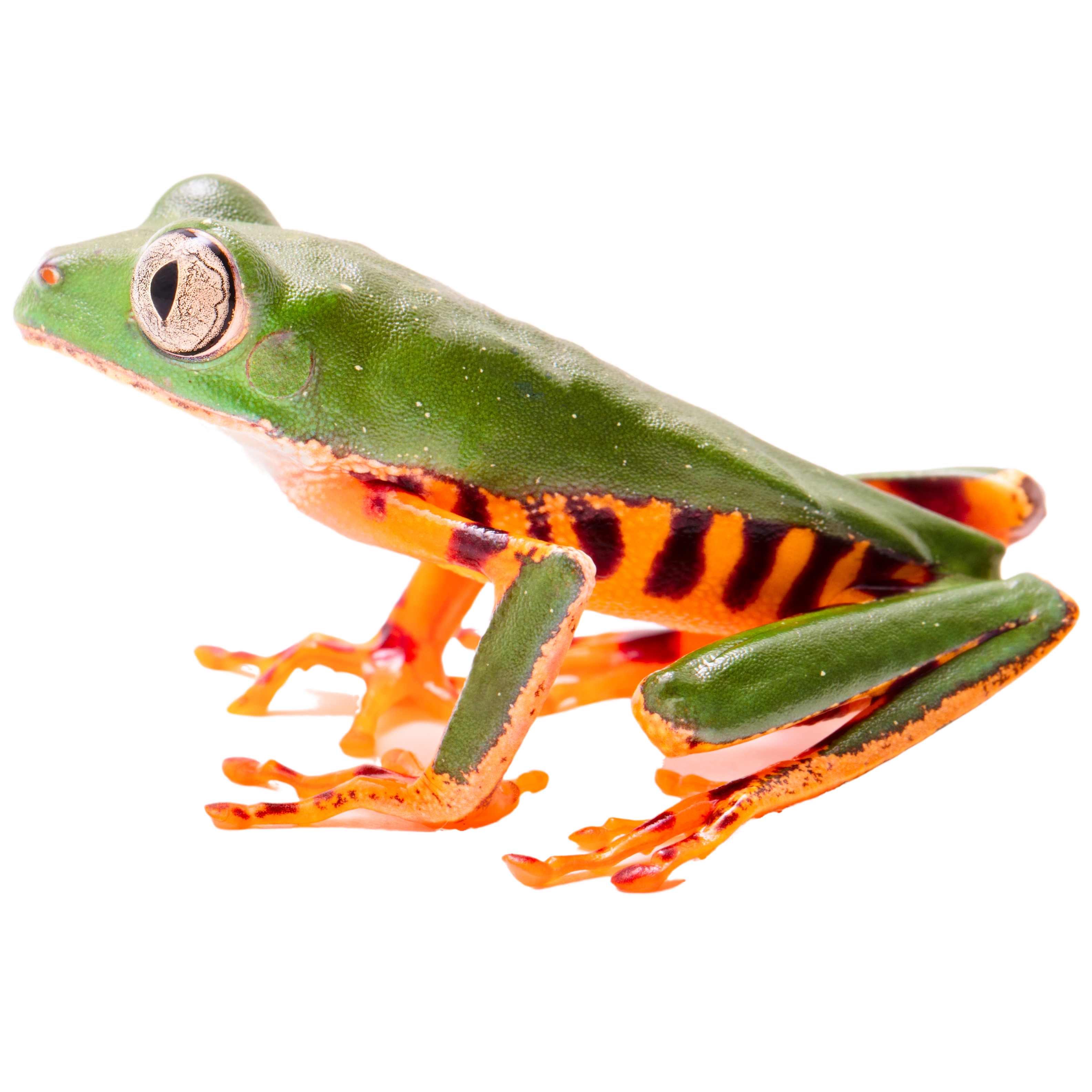 Tiger-Striped Tree Frog - ReptiChip LLC