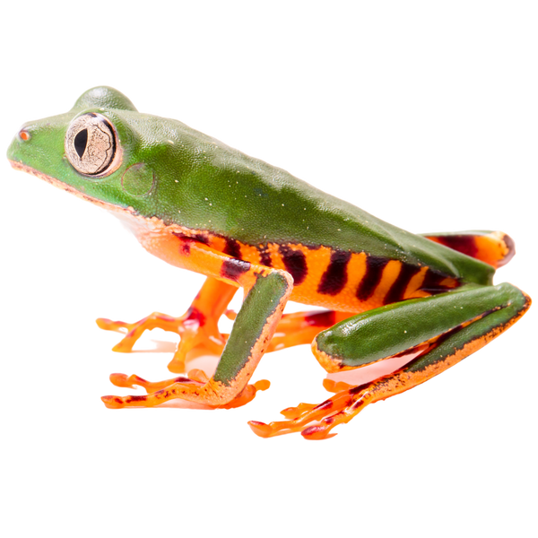 Tiger-Striped Tree Frog - ReptiChip LLC