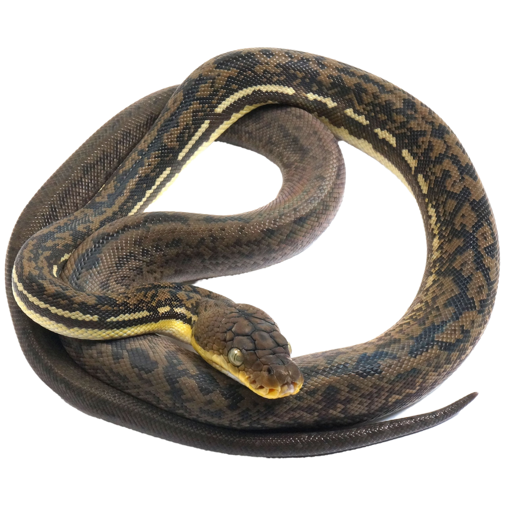 Timor Python - ReptiChip LLC