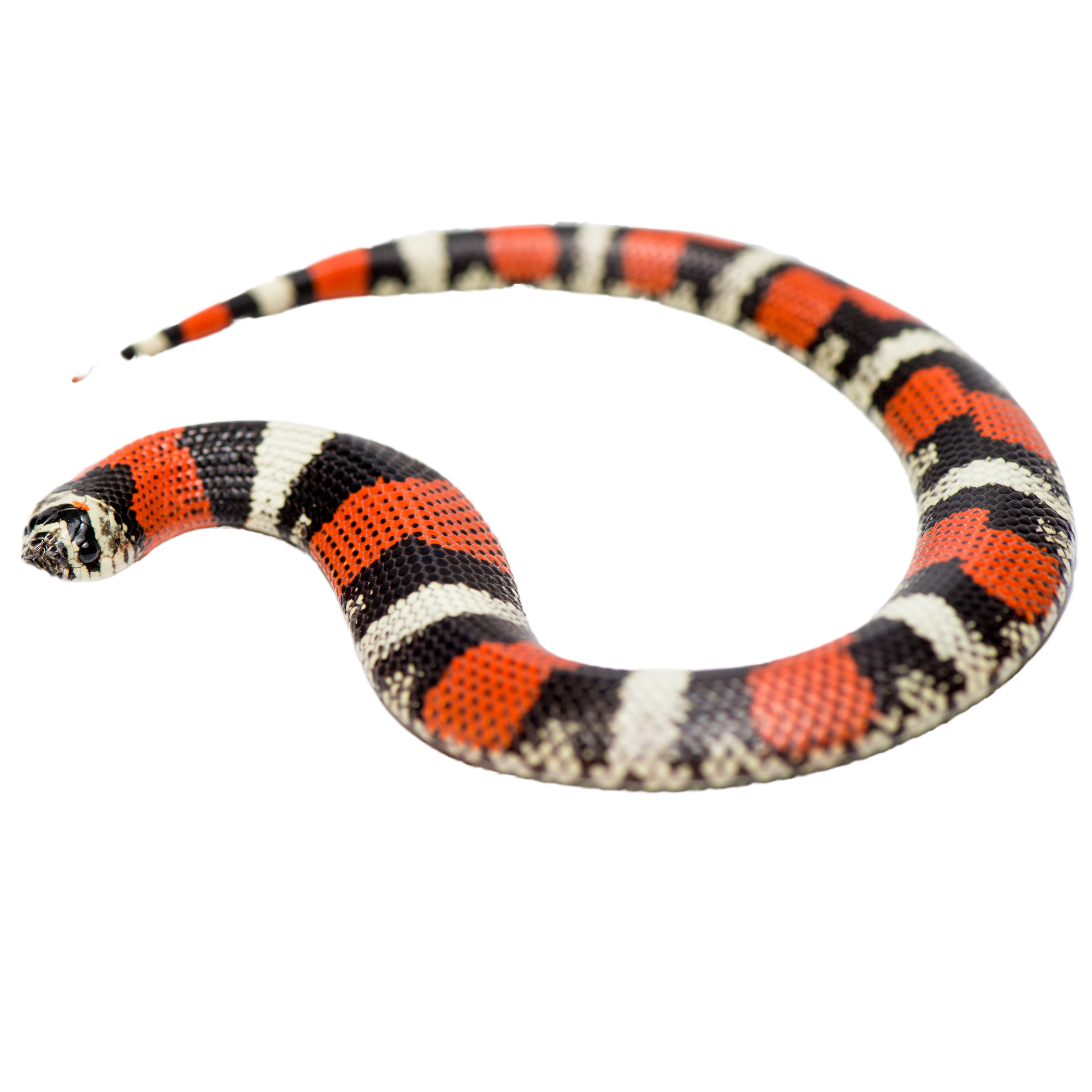 Tricolor Hognose Snake Reptichip Llc