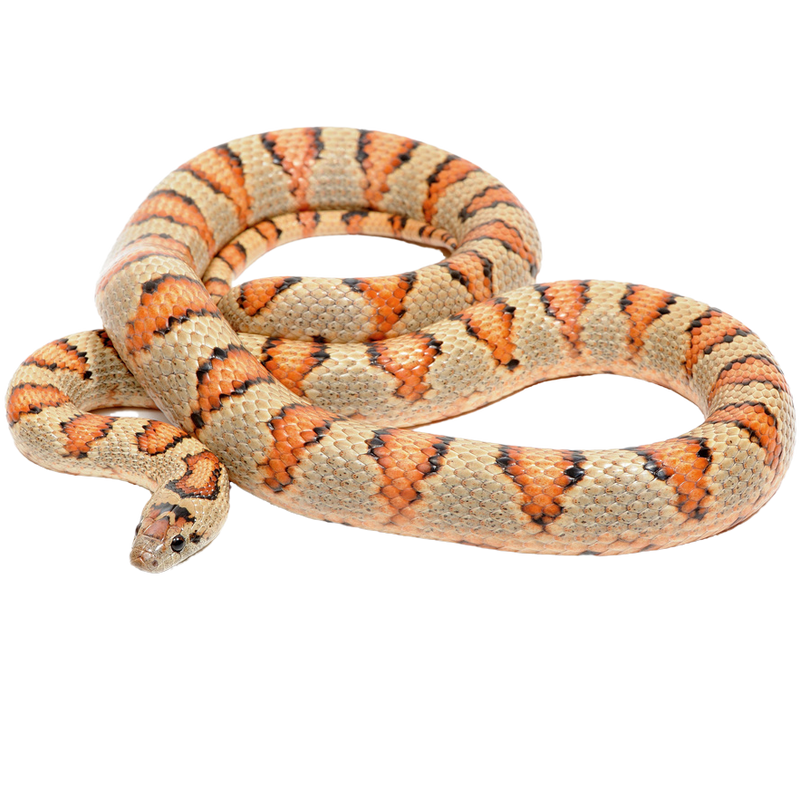 jungle corn snake