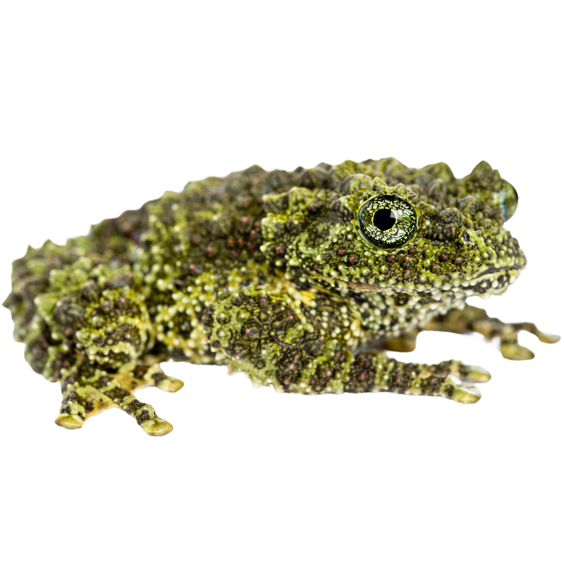 Vietnamese Mossy Frog - ReptiChip LLC
