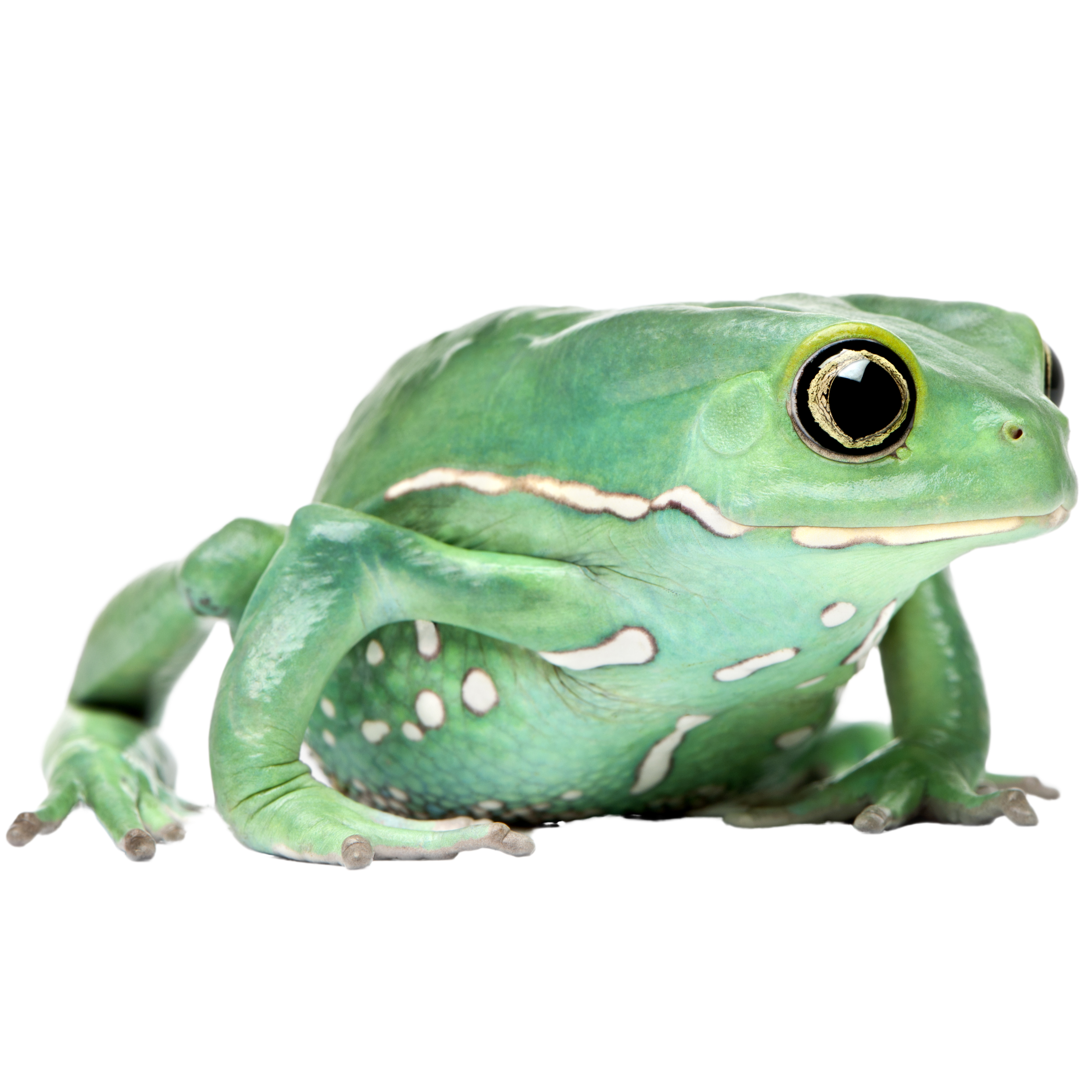 Waxy Monkey Tree Frog - ReptiChip LLC