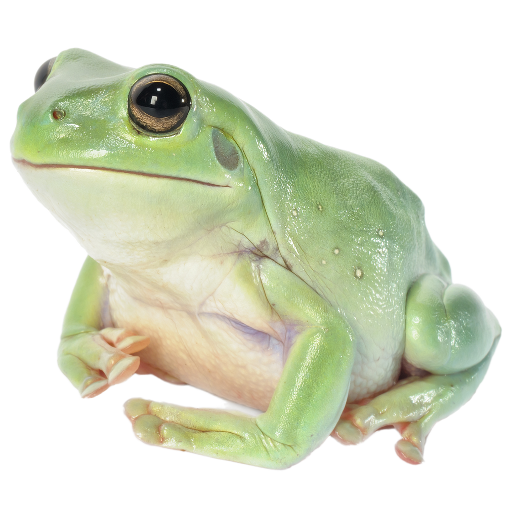 White's Tree Frog - ReptiChip LLC