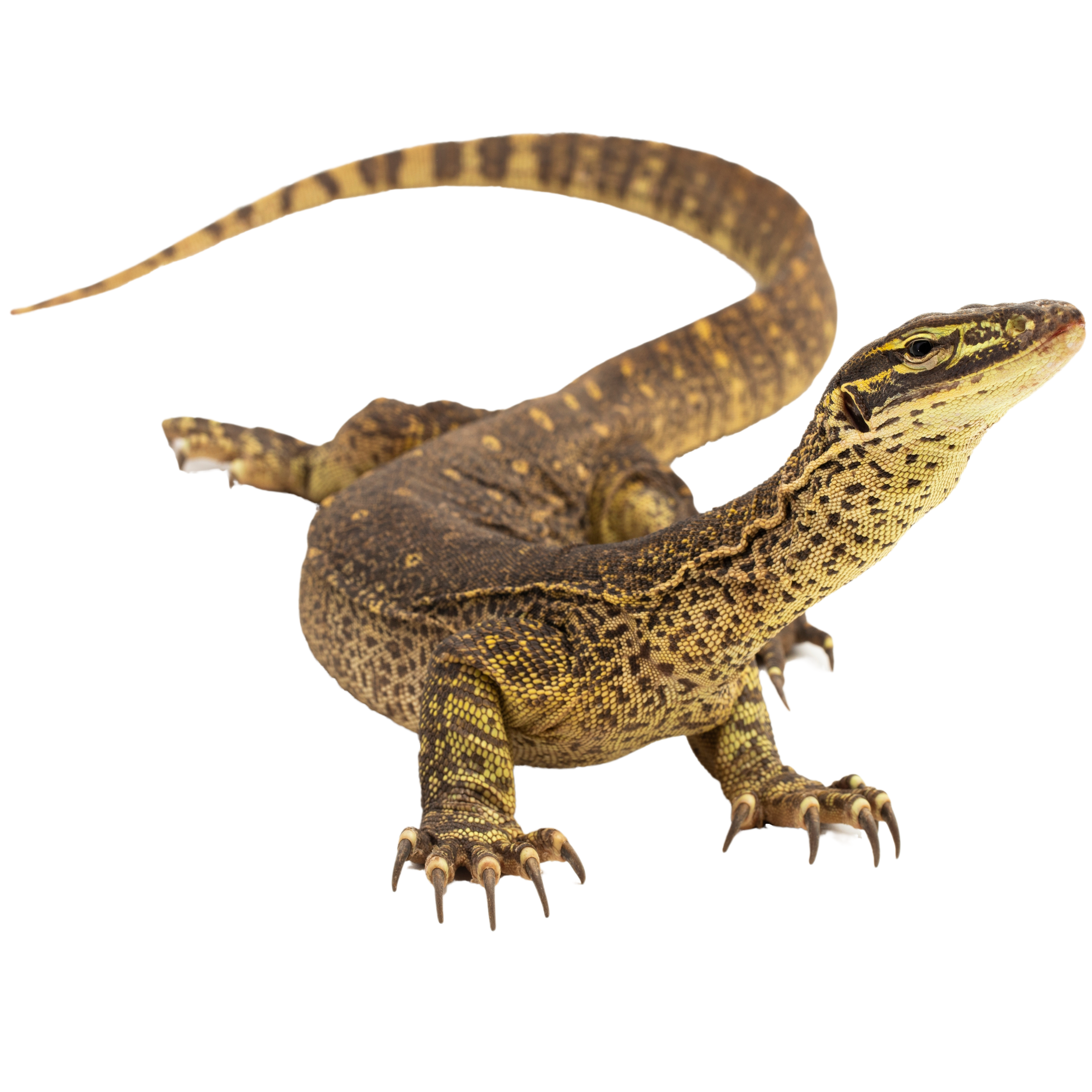 Argus Monitor - ReptiChip LLC