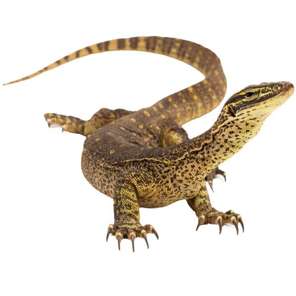 Argus Monitor - ReptiChip LLC