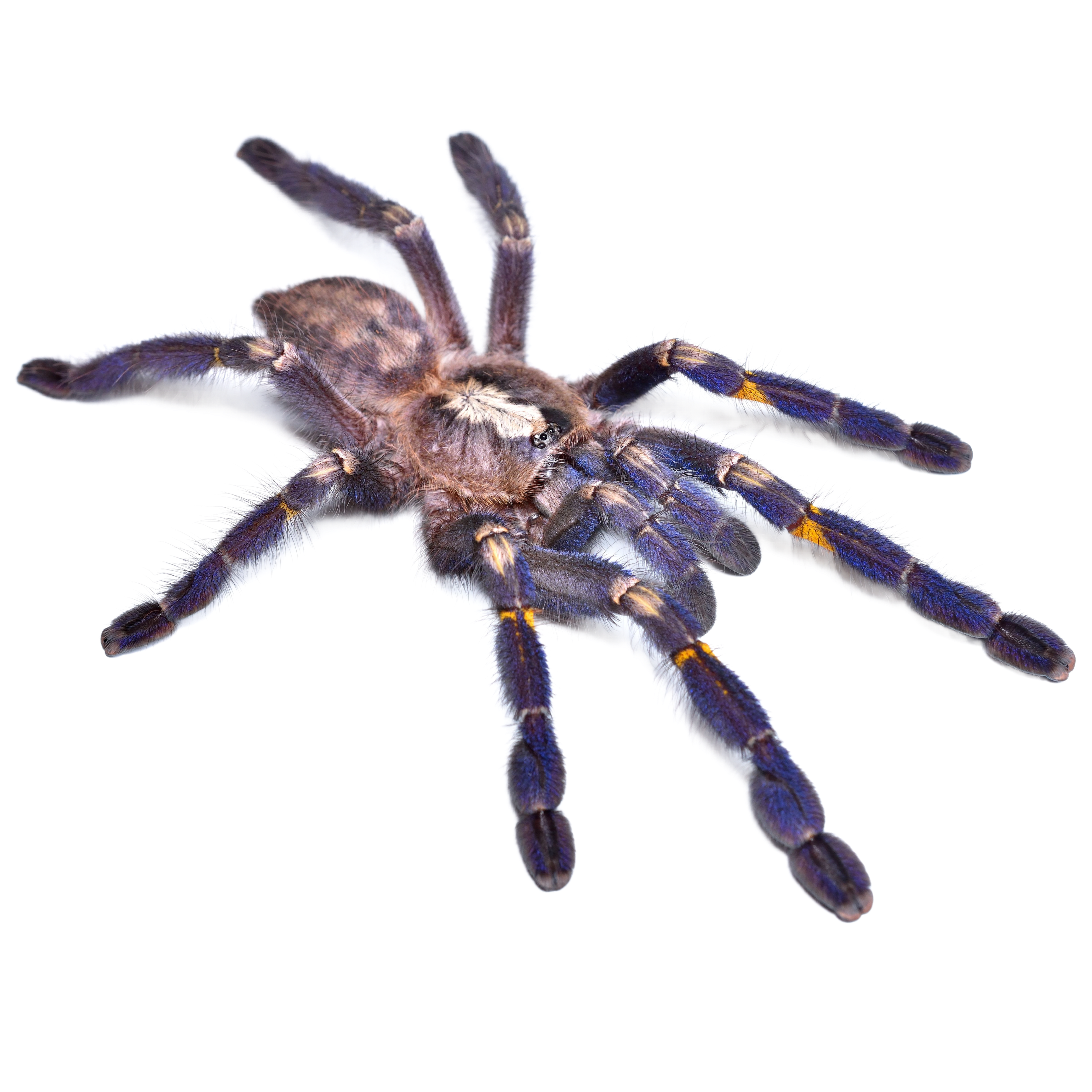 Gooty Sapphire Ornamental Tarantula - ReptiChip LLC